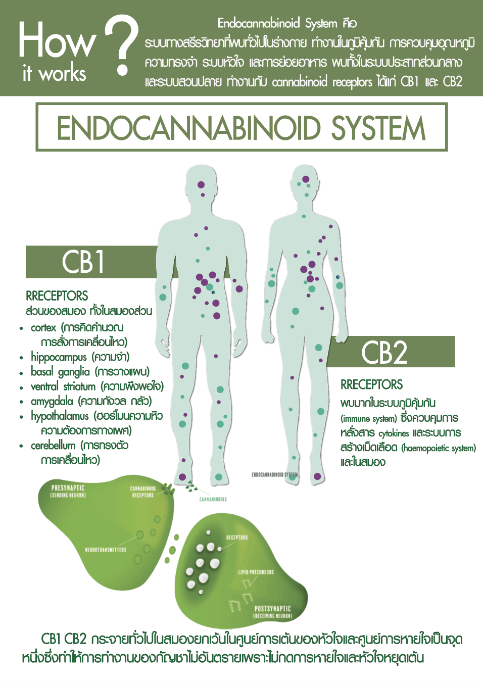 ระบบกัญชาในร่างกาย (Endocannabinoid system) - Sawasdee Clinic สวัสดี ...