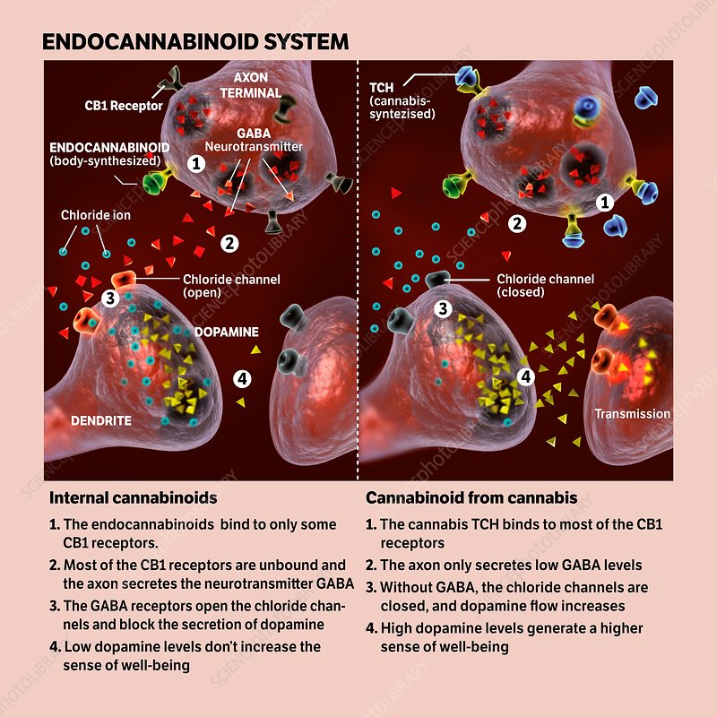 The way Cannabinoids work – take note - Sawasdee Clinic สวัสดีคลินิกเวชกรรม